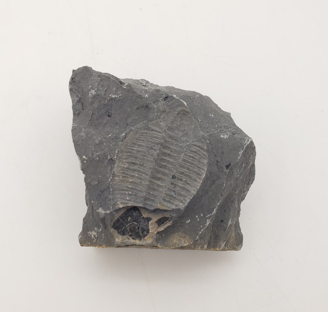 Real Trilobite Fossil Specimen Stone Rock Mineral - Etsy