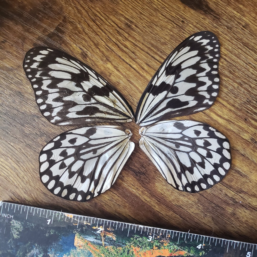 Set of 4 Big Butterfly Wings Wings Only Black & White - Etsy