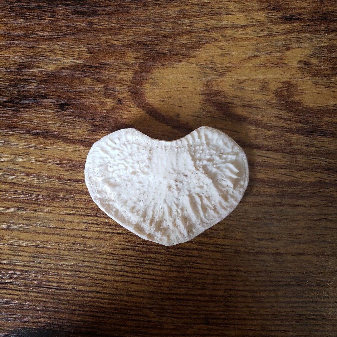 Heart Shaped Cow Vertebra Vertebrae Spine Disc Bone Nature Oddity ...