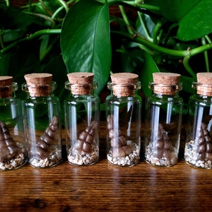 Real Rattlesnake Snake Rattle & Sand in 2" Vial Cork Top 10ml Bottle ...