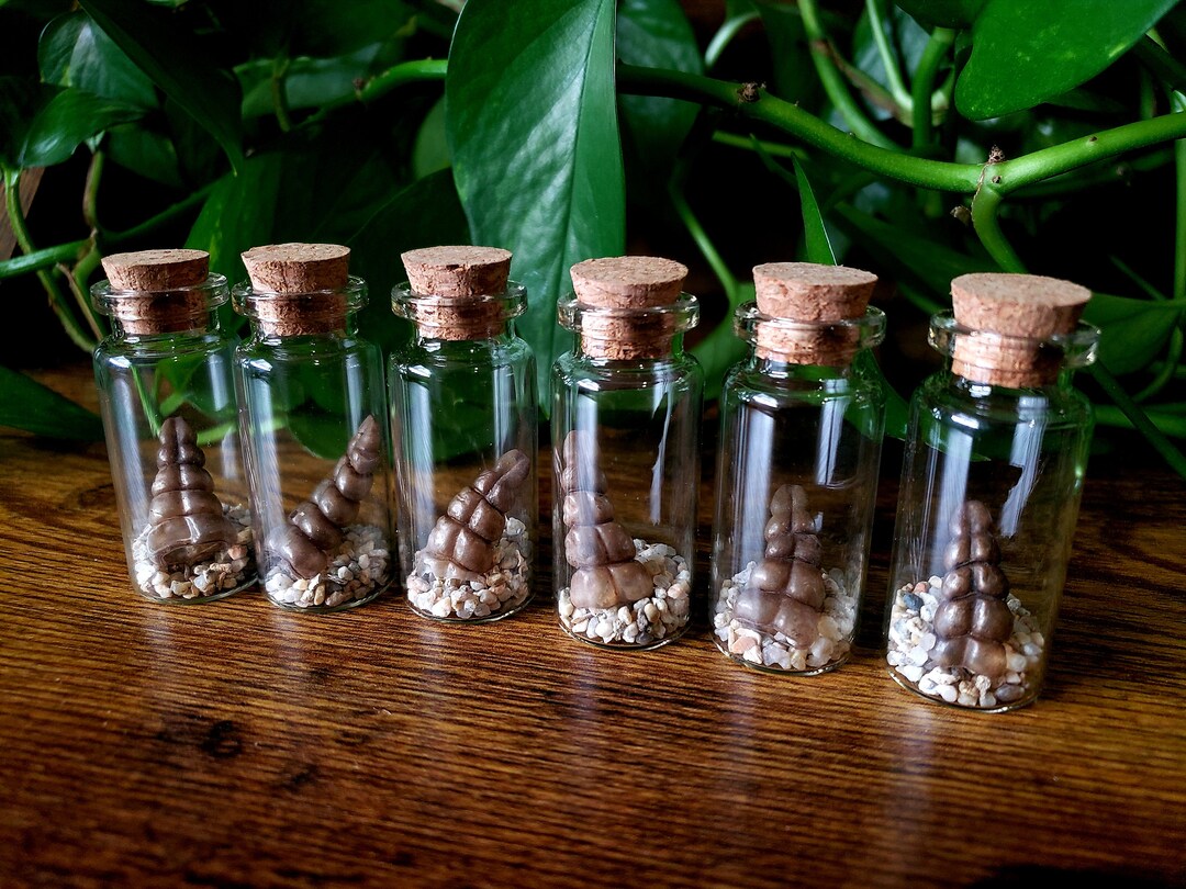Real Rattlesnake Snake Rattle & Sand in 2" Vial Cork Top 10ml Bottle ...