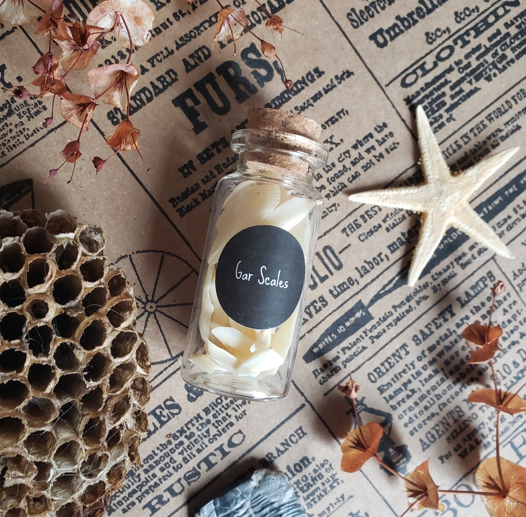 Real Gar Fish Scales Bones Glass Bottle With Cork Natural Curiosity ...