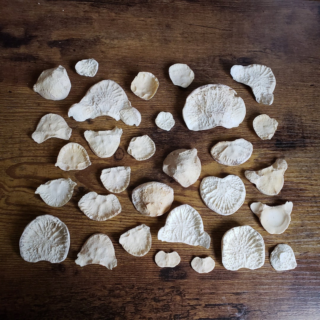 30 Cow Vertebra Vertebrae Spine Disc Bones Nature Oddity - Etsy