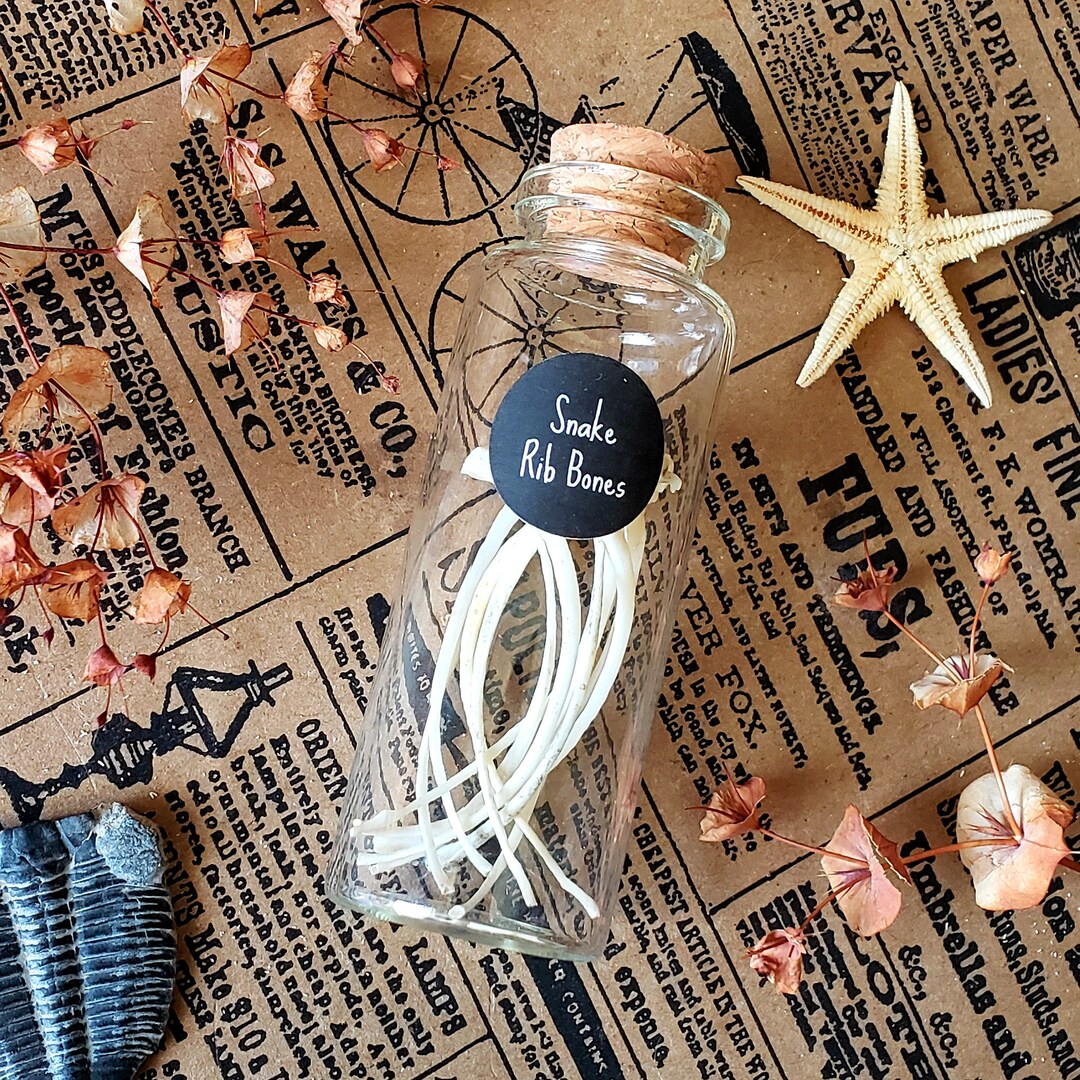 Large Python Snake Rib Bones in Glass Vial Bottle Cork Top - Etsy