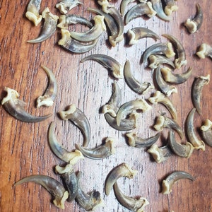 5 Real Swift Fox Claws for Jewelry Charms Oddity Oddities Taxidermy ...