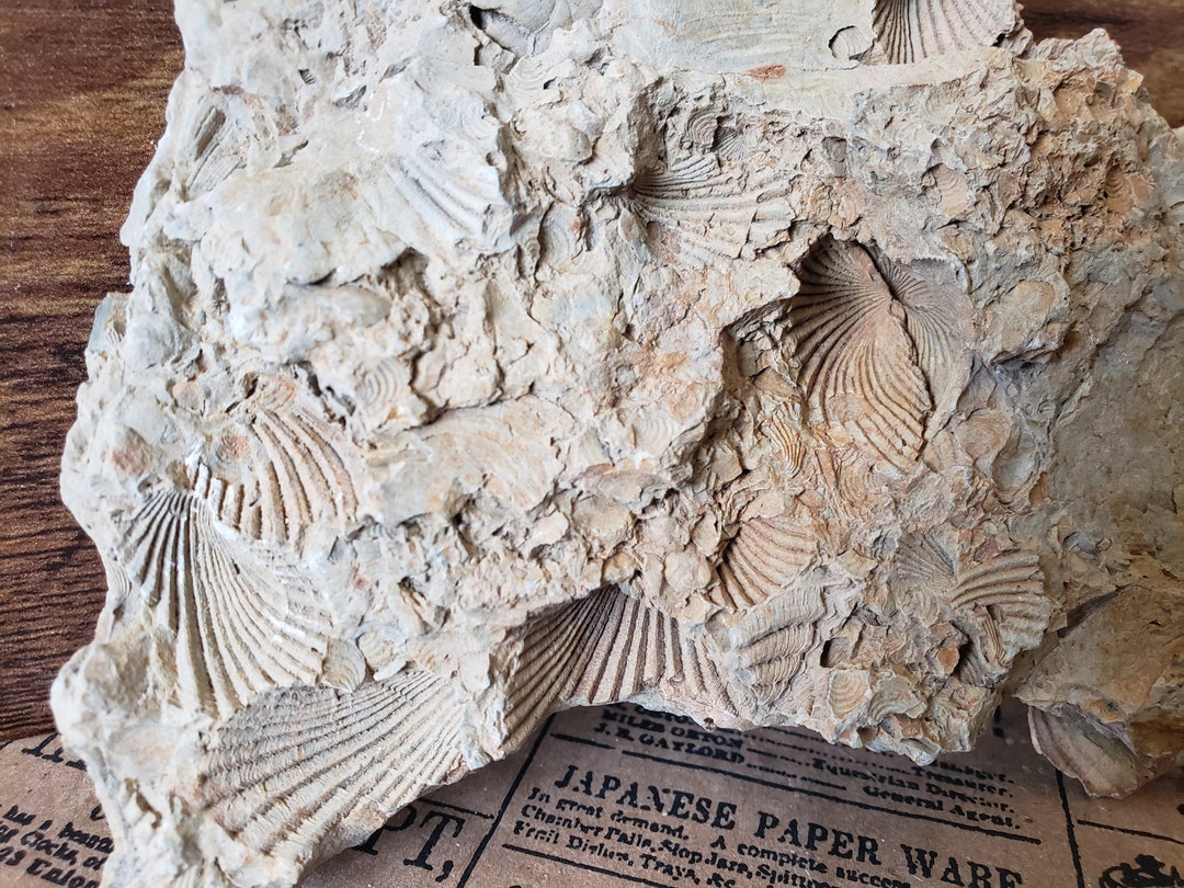 Real Shell Fossil Raw Specimen Stone Rock Mineral - Etsy