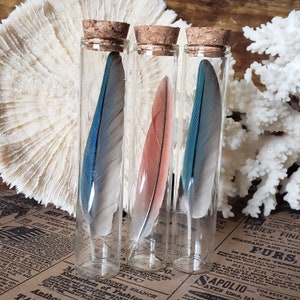 Real Green Cheek Conure Bird Feather in Jar Cork Top Bottle - Etsy