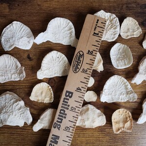 20 Cow Vertebra Vertebrae Spine Disc Bones Nature Oddity - Etsy