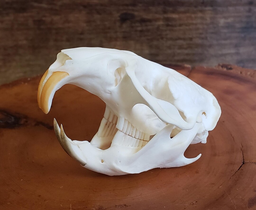 Real Muskrat Skull Oddities Oddity Natural Curiosity Curio Shelf ...