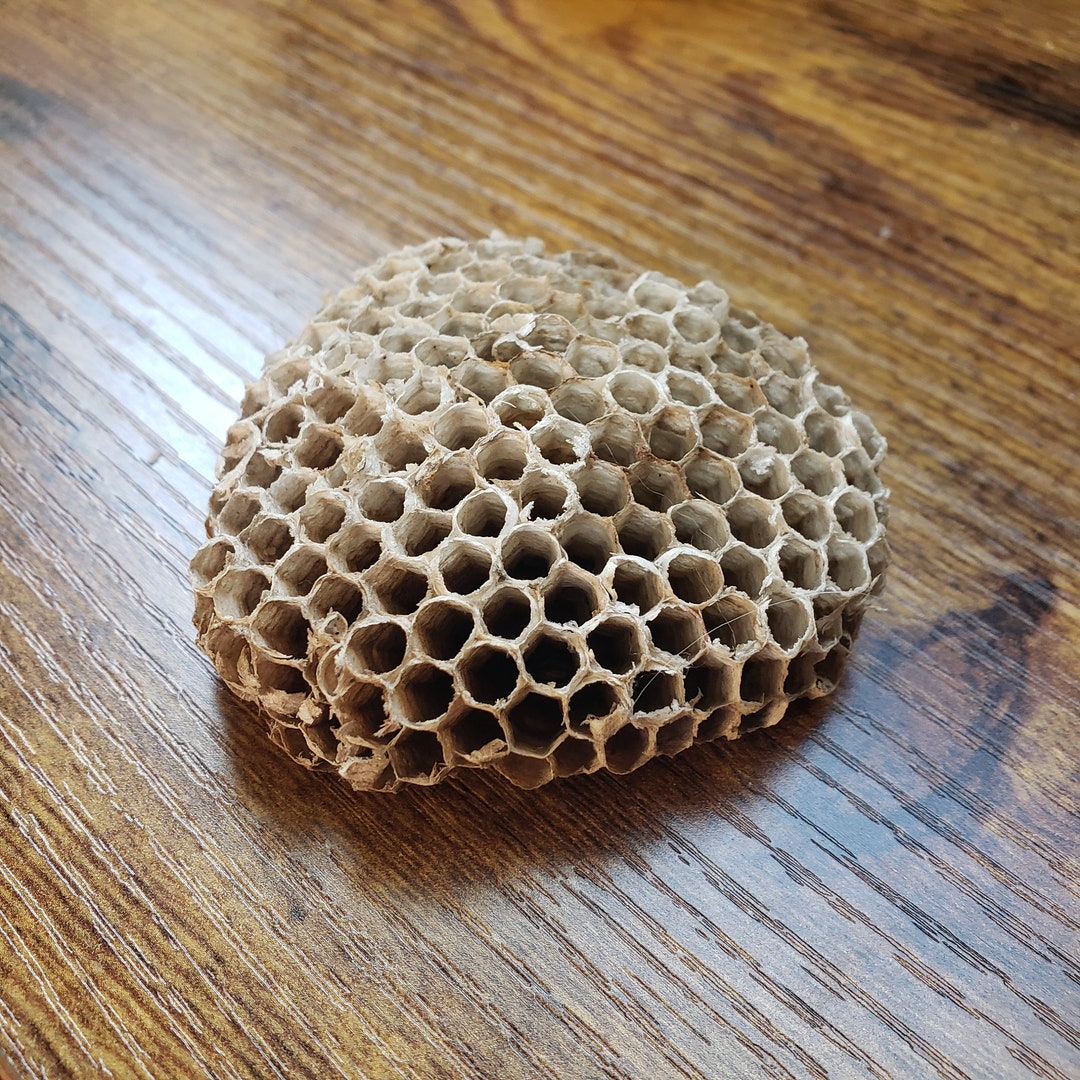 Paper Wasp Honeycomb Honey Comb Nature Oddity Oddities Natural ...