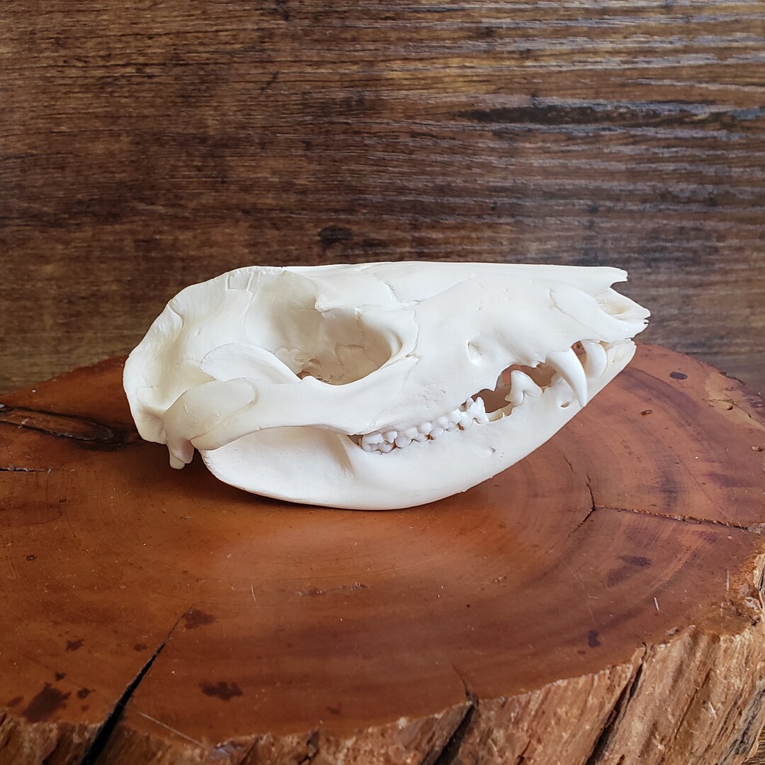 Opossum Possum Real Skull Oddities Oddity Natural Curiosity - Etsy