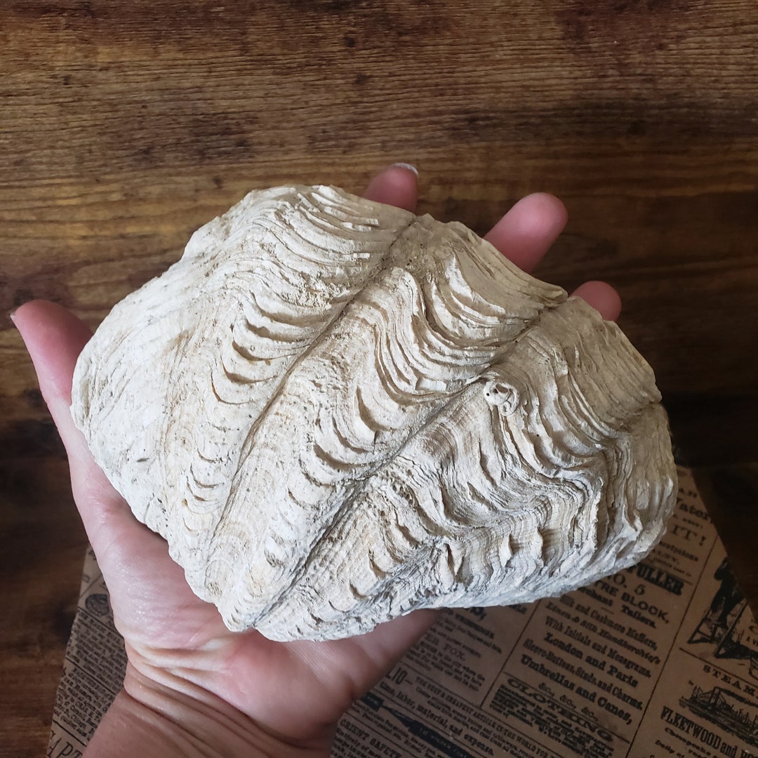Large Giant Tridacna Squamosa Clam Shell Clamshell Ocean - Etsy