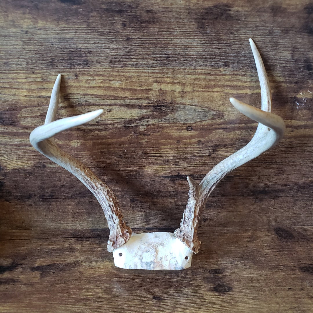 Mini 4pt Buck Skull Cap Antler Horn Deer Mount Taxidermy Rack - Etsy
