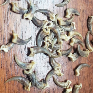5 Real Swift Fox Claws for Jewelry Charms Oddity Oddities Taxidermy ...