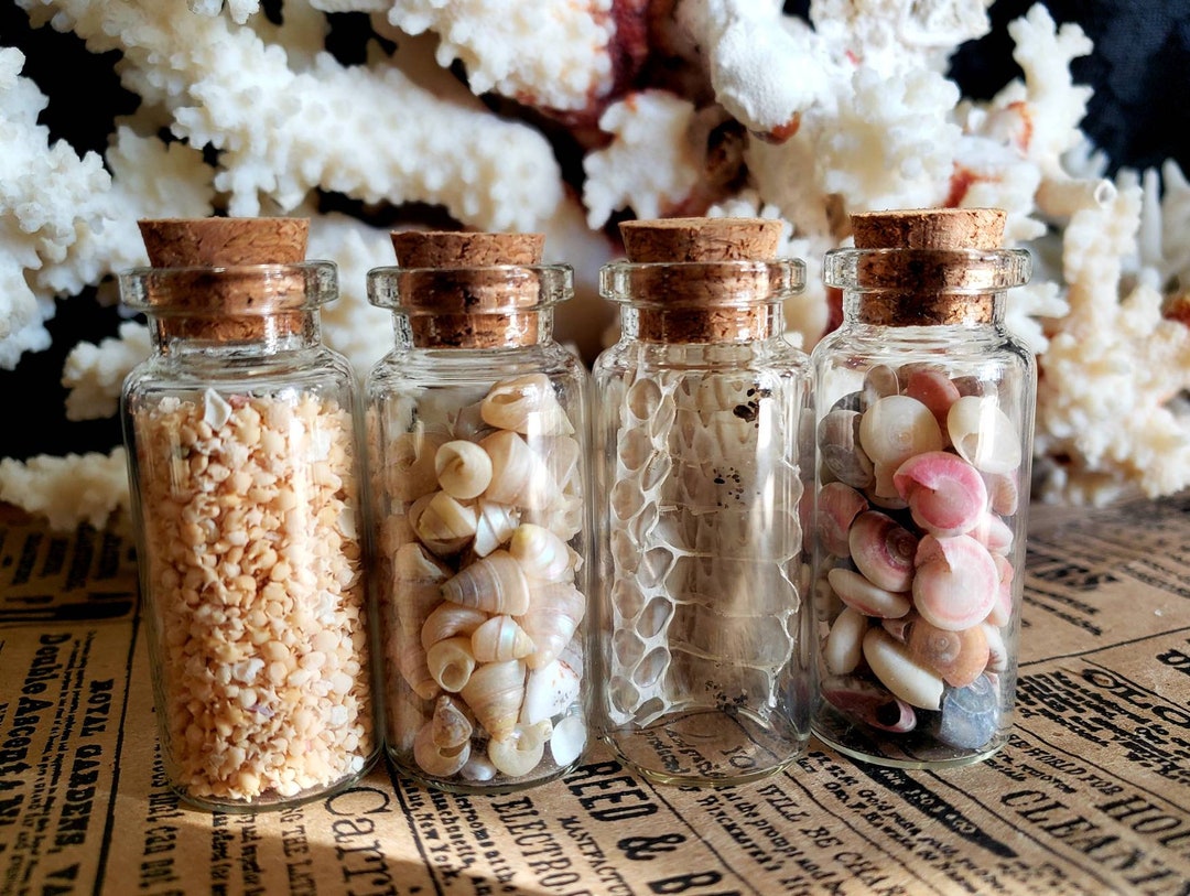 Natural Curiosity Sampler 4-pack • Okinawa Star Sand • Venetian Pearl ...