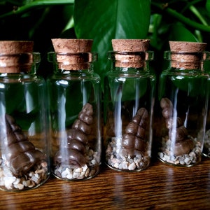 Real Rattlesnake Snake Rattle & Sand in 2" Vial Cork Top 10ml Bottle ...