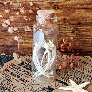 Large Python Snake Rib Bones in Glass Vial Bottle Cork Top - Etsy