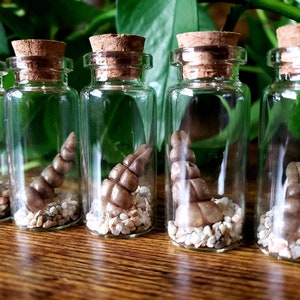 Real Rattlesnake Snake Rattle & Sand in 2" Vial Cork Top 10ml Bottle ...