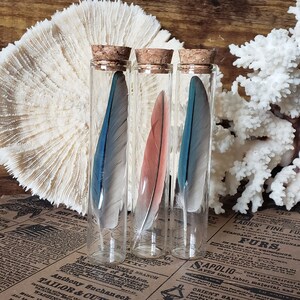 Real Green Cheek Conure Bird Feather in Jar Cork Top Bottle - Etsy