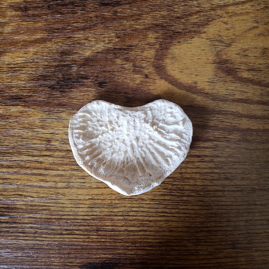 Heart Shaped Cow Vertebra Vertebrae Spine Disc Bone Nature - Etsy