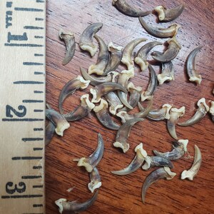 5 Real Swift Fox Claws for Jewelry Charms Oddity Oddities Taxidermy ...
