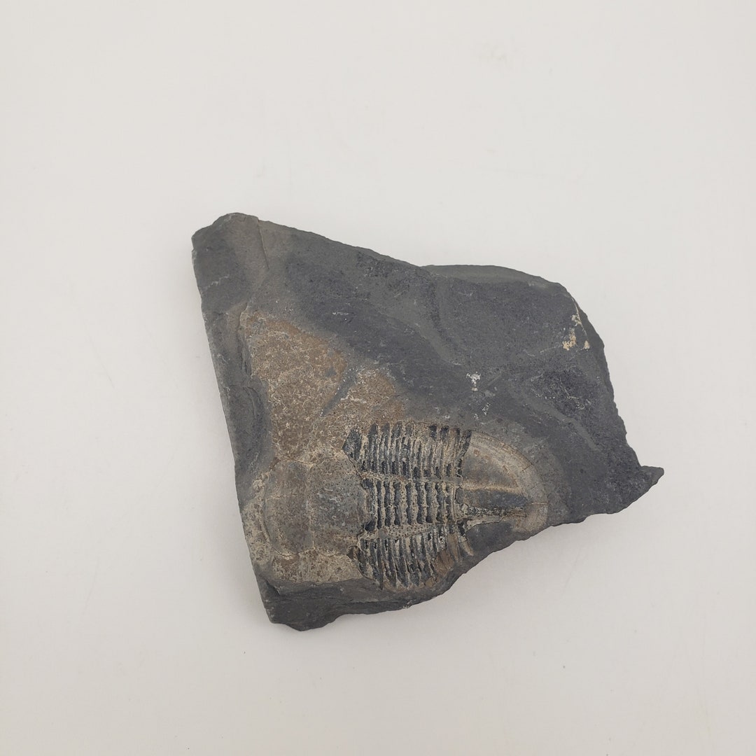 Real Trilobite Fossil Specimen Stone Rock Mineral - Etsy