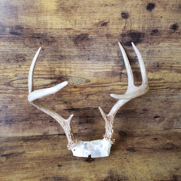 Antler Hat Rack - Etsy