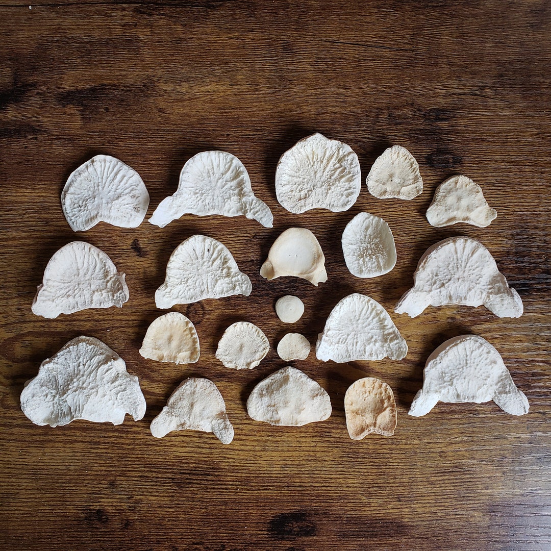 20 Cow Vertebra Vertebrae Spine Disc Bones Nature Oddity - Etsy