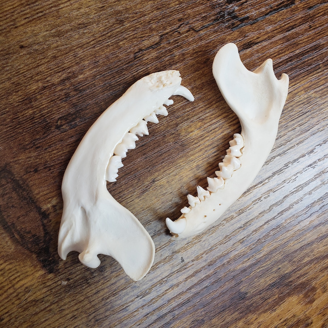 Two Real Raccoon Jaw Bones With Teeth Nature Oddity Oddities Natural ...