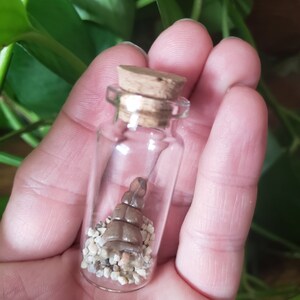 Real Rattlesnake Snake Rattle & Sand in 2" Vial Cork Top 10ml Bottle ...