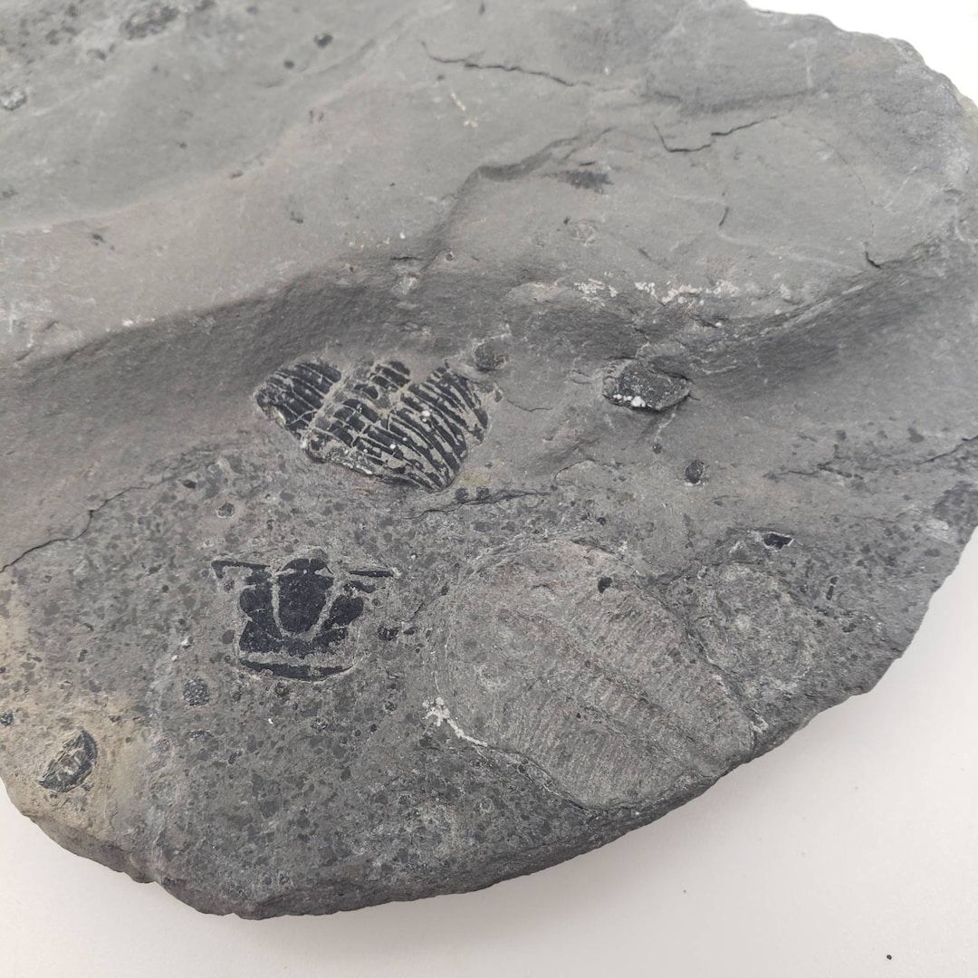 Real Trilobite Fossil Specimen Stone Rock Mineral - Etsy