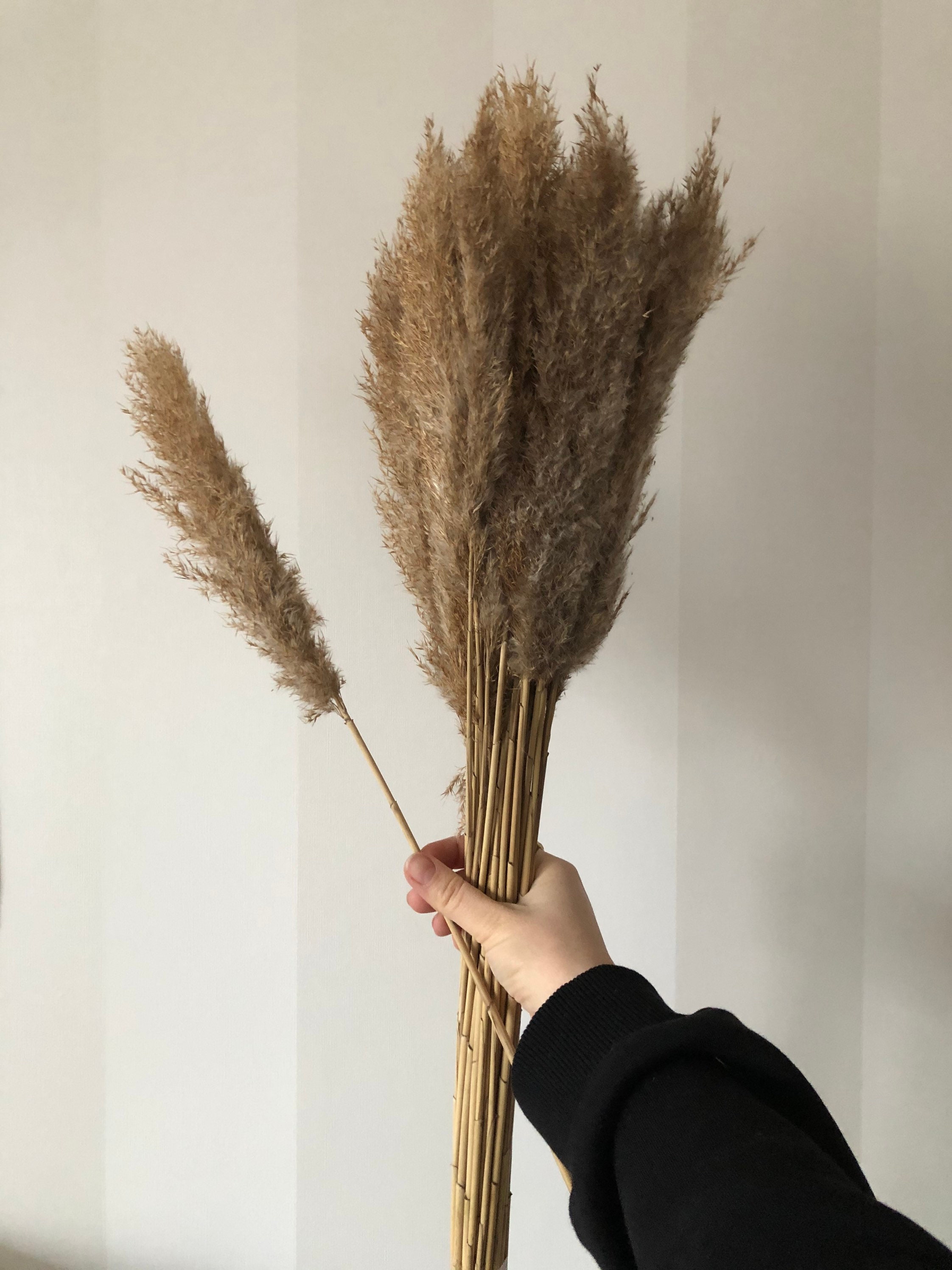 Natural Turquoise Pink Pampas Grass Cortaderia Dried Grass - Etsy