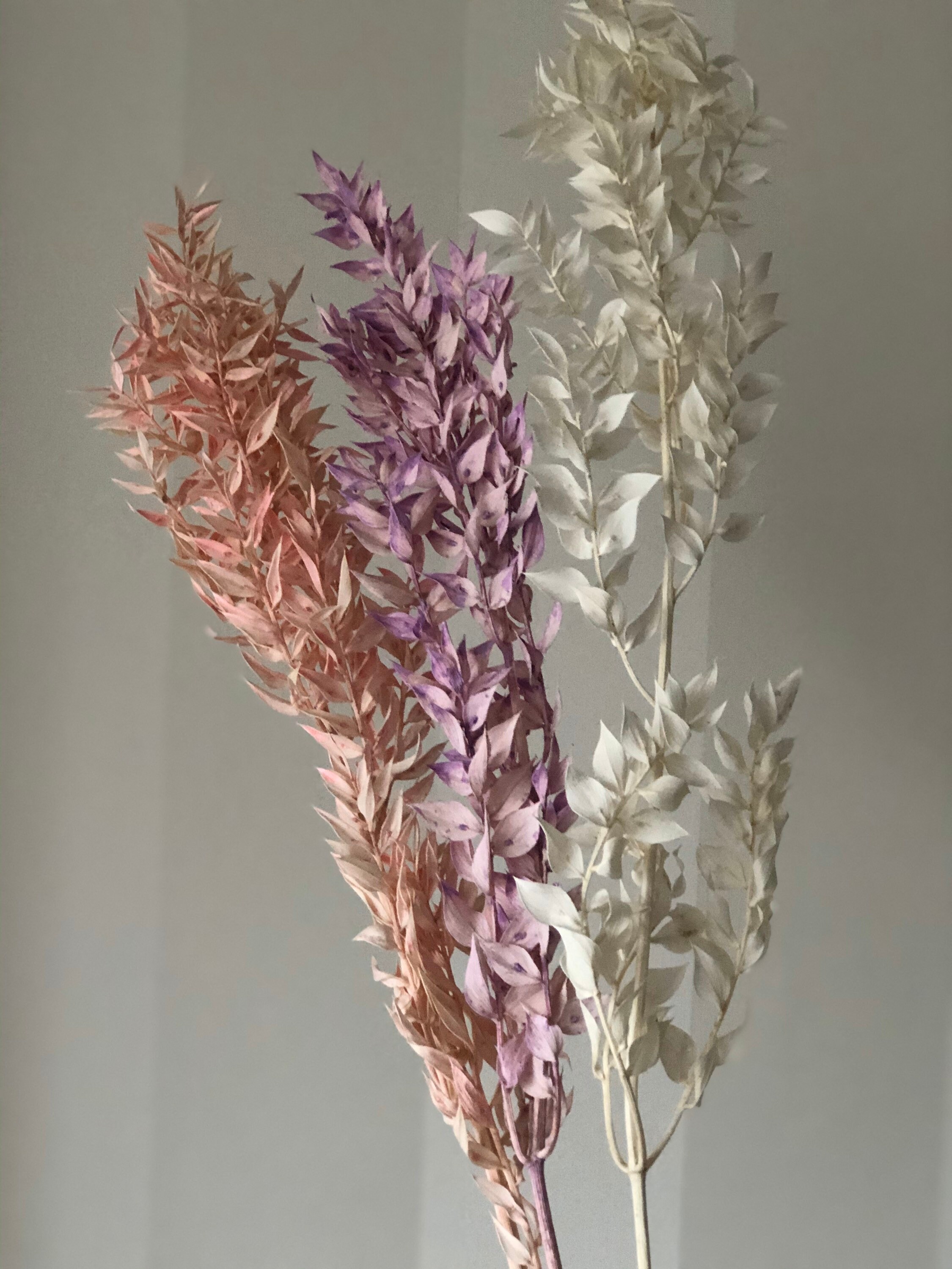 Stabilized Ruskus Preserved flower White Pink Lilac | Etsy