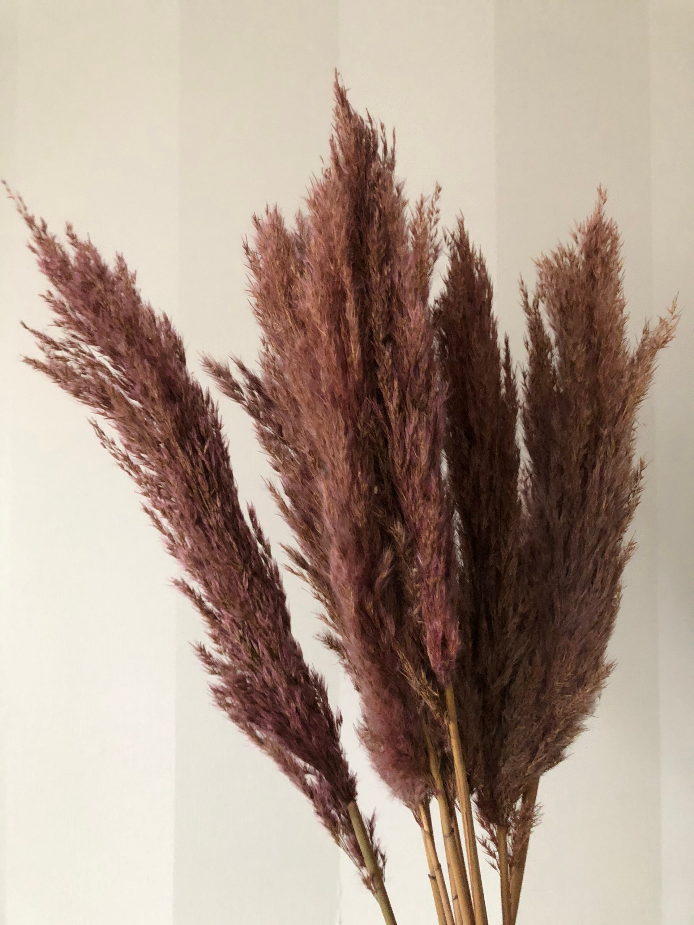Natural Turquoise Pink Pampas Grass Cortaderia Dried Grass - Etsy