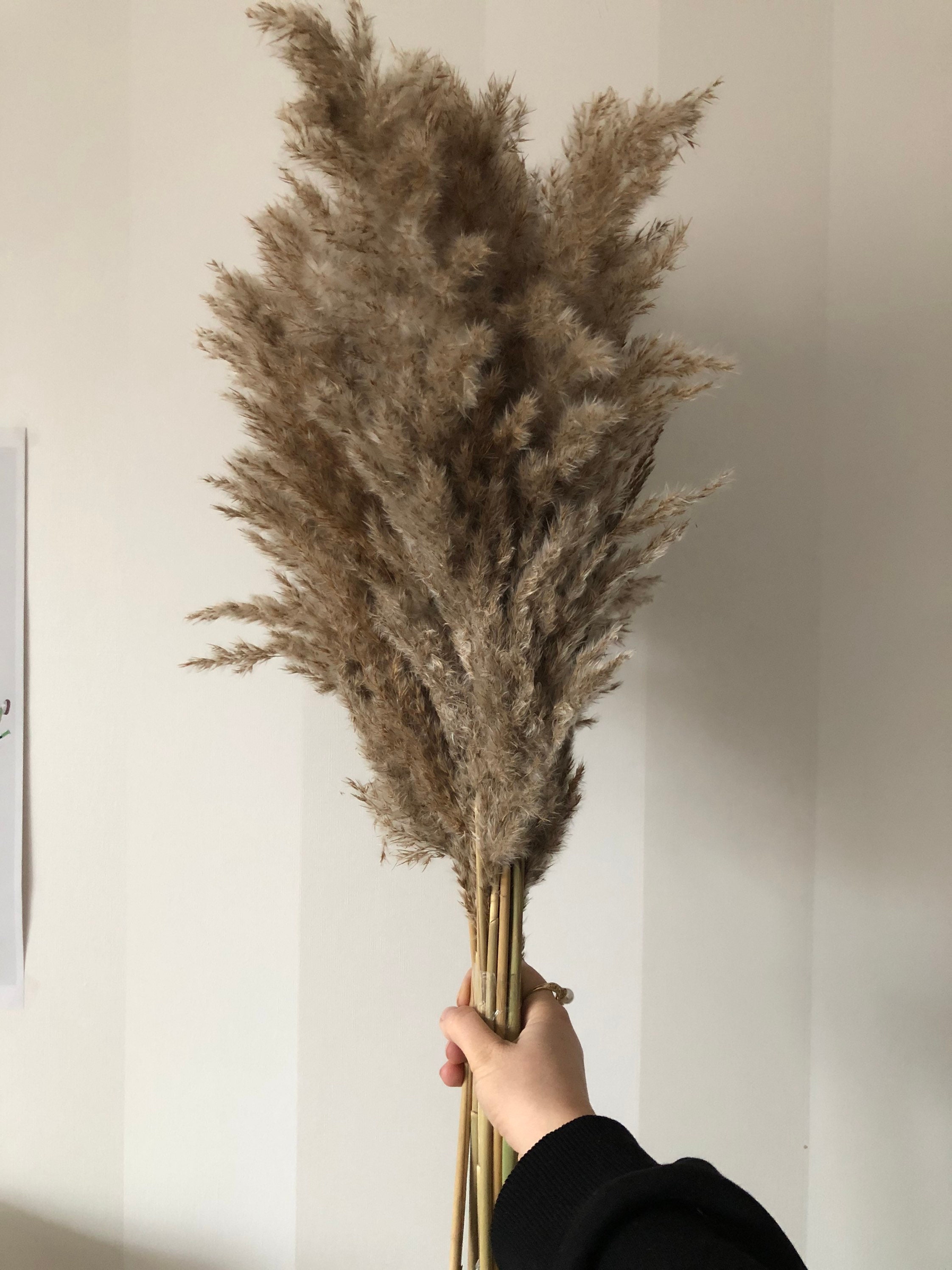 Natural Turquoise Pink Pampas Grass Cortaderia Dried Grass - Etsy