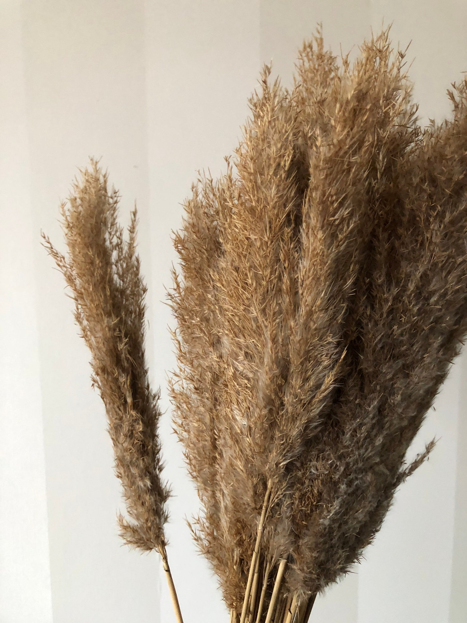 Natural Turquoise Pink Pampas Grass Cortaderia Dried Grass - Etsy