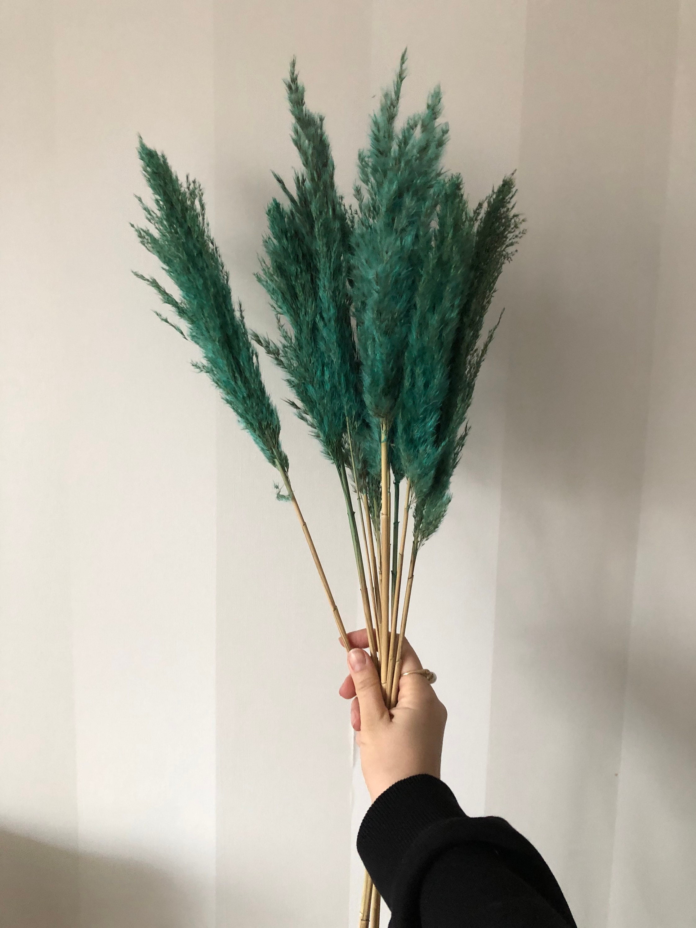 Natural turquoise pink Pampas grass Cortaderia Dried grass | Etsy