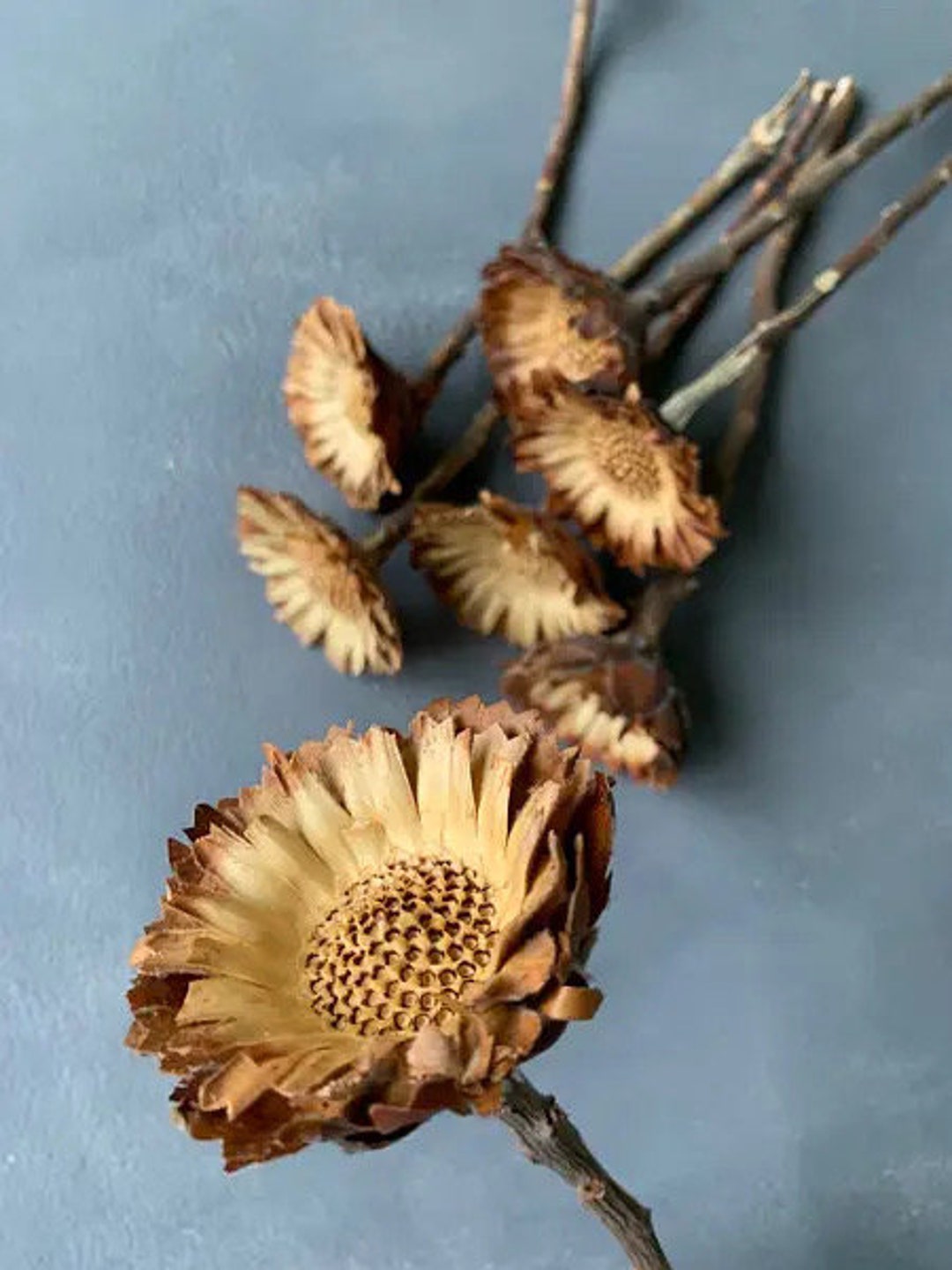 Protea Rosette Cream Protea Repens Sugarbush African Flower Dried ...