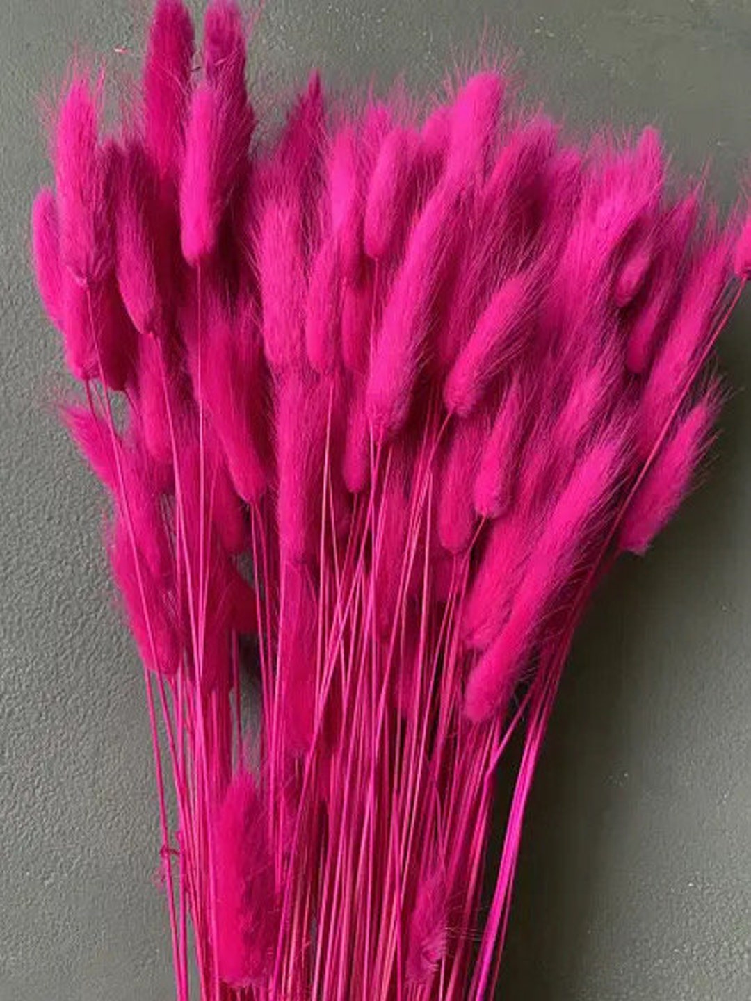 Lagurus Bright Pink 120-150 Stems in One Bunch 100 Gram Dried Hare's ...