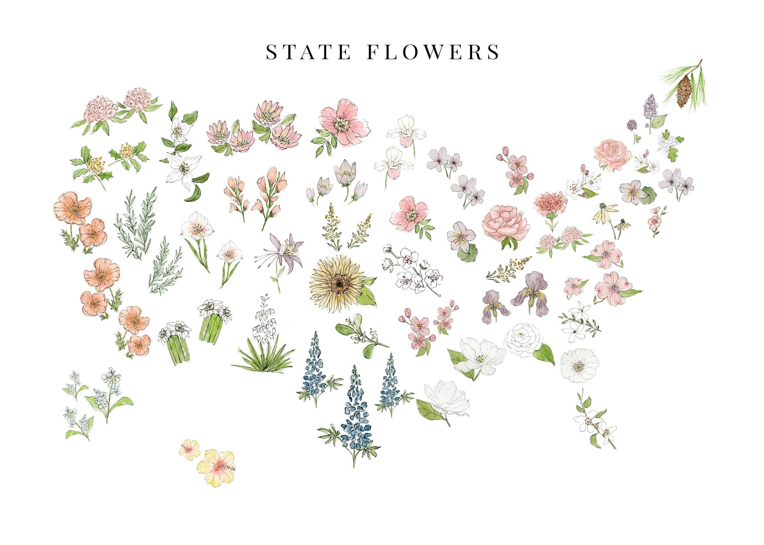 State Flower Map Wildflowers Watercolor 11x14 - Etsy