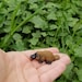 Cute Platypus Miniature,mini Platypus Figurine, Australian Animal ...