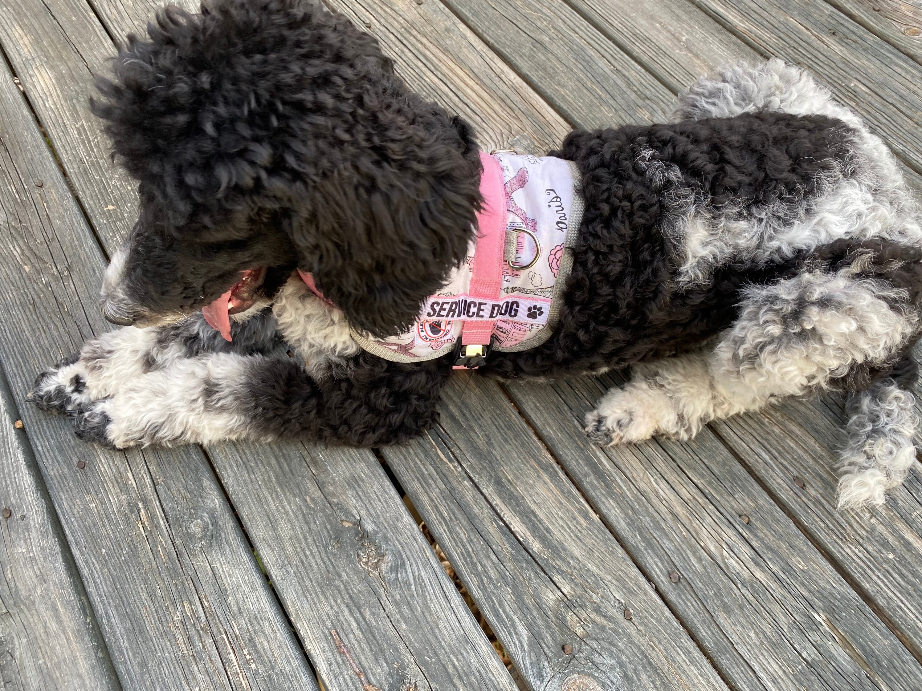 Can A Standard Poodle Be A Service Dog