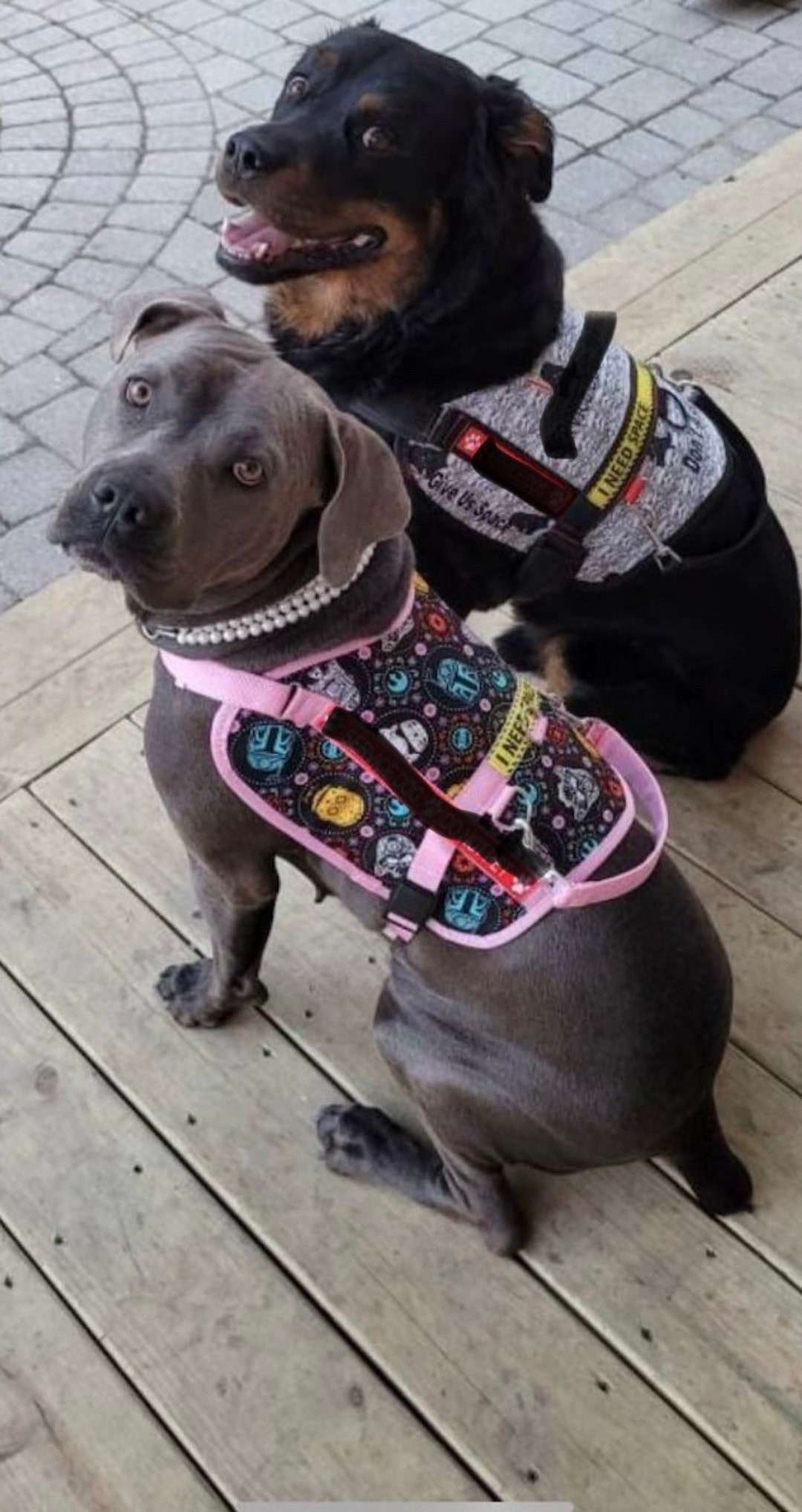 Dog Bundle Set - Etsy