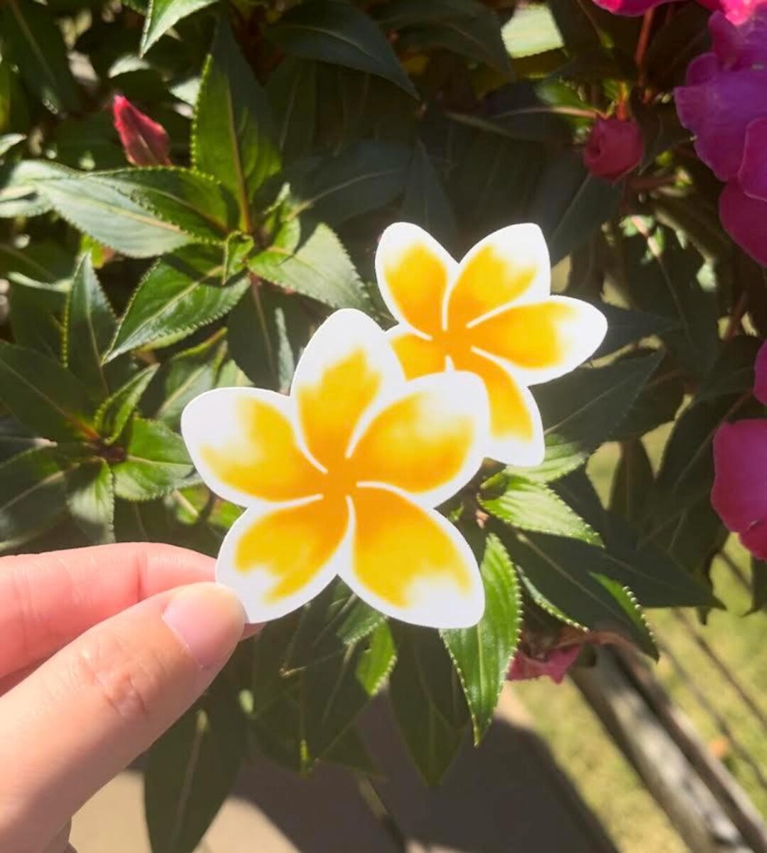 Plumeria Flower Sticker - Dok Champa - Laos Flower Sticker - Vinyl ...