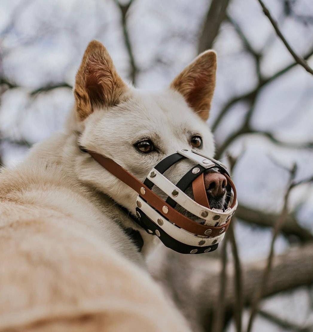 Open mouth muzzle store