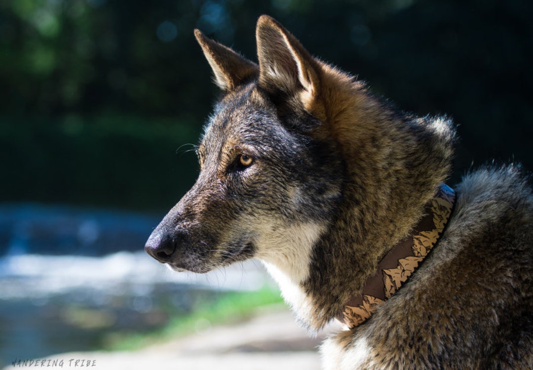 Leather Mountain Dog Collar - Custom - Personalized - Handmade ...