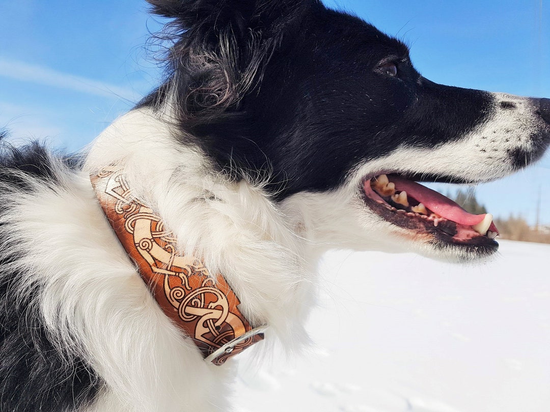 Norse Themed Leather Dog Collar Custom Personalized - Etsy