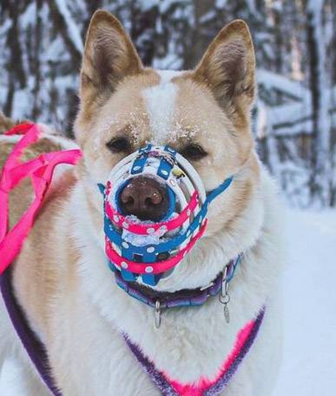 Biothane Basket Dog Muzzle Open Nose - Adjustable - Extra Small to ...