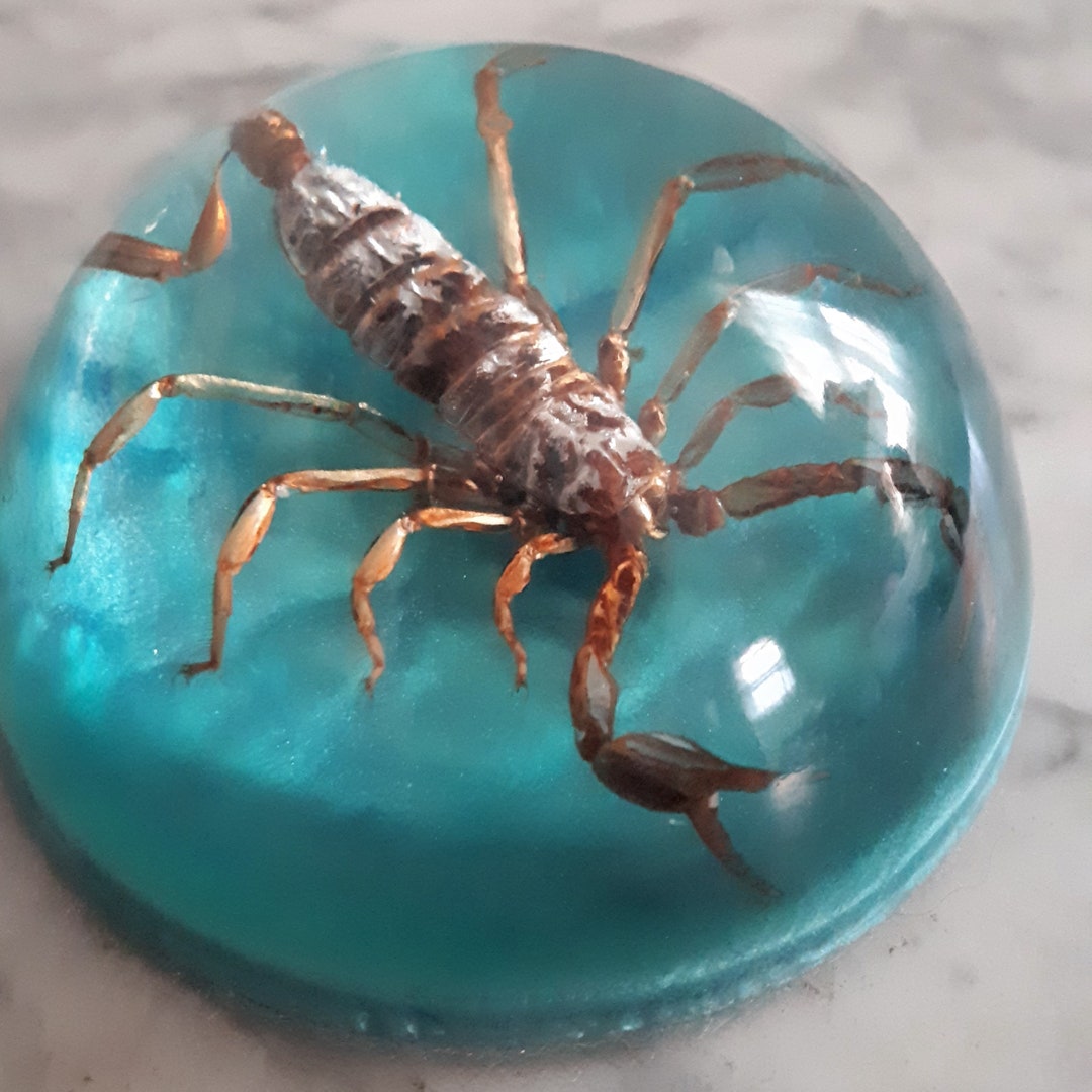 Vintage 70's Scorpion Paperweight Dome Shaped Arylic - Etsy