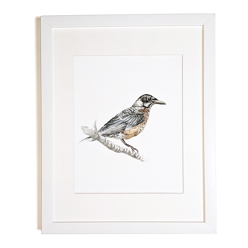 Speckled Robin Detailed Watercolor Art Print, Painted Bird Illustration ...